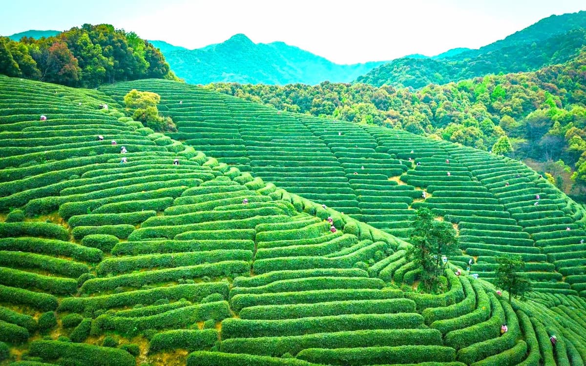 Làng chè Long Tỉnh Hàng Châu: Vùng đất của trà Long Tỉnh thượng hạng